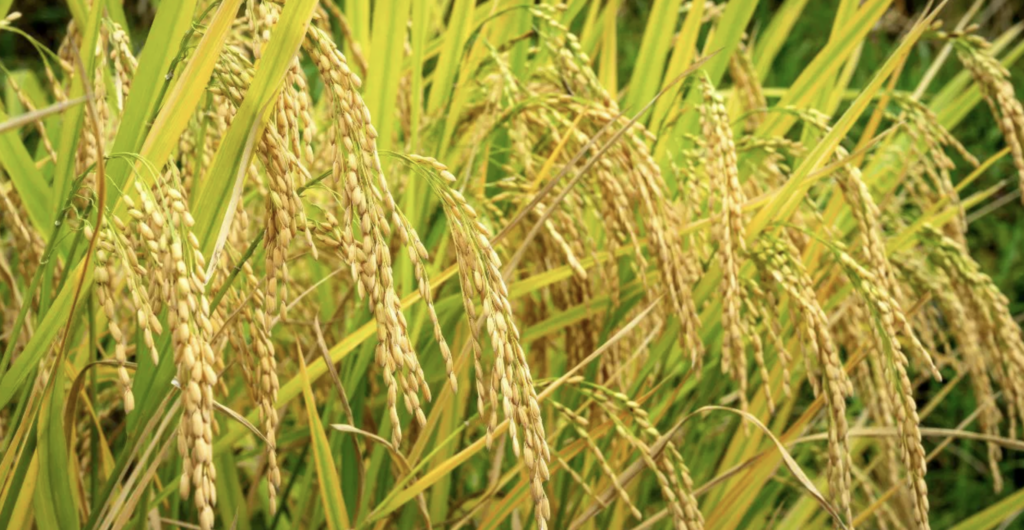 New Genome Edited Rice Made By India Boosts Yield By 30% - Trak.in ...